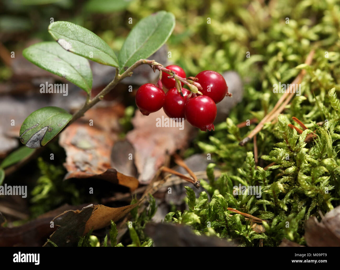 The Forest cranberries in nature Stock Photo - Alamy