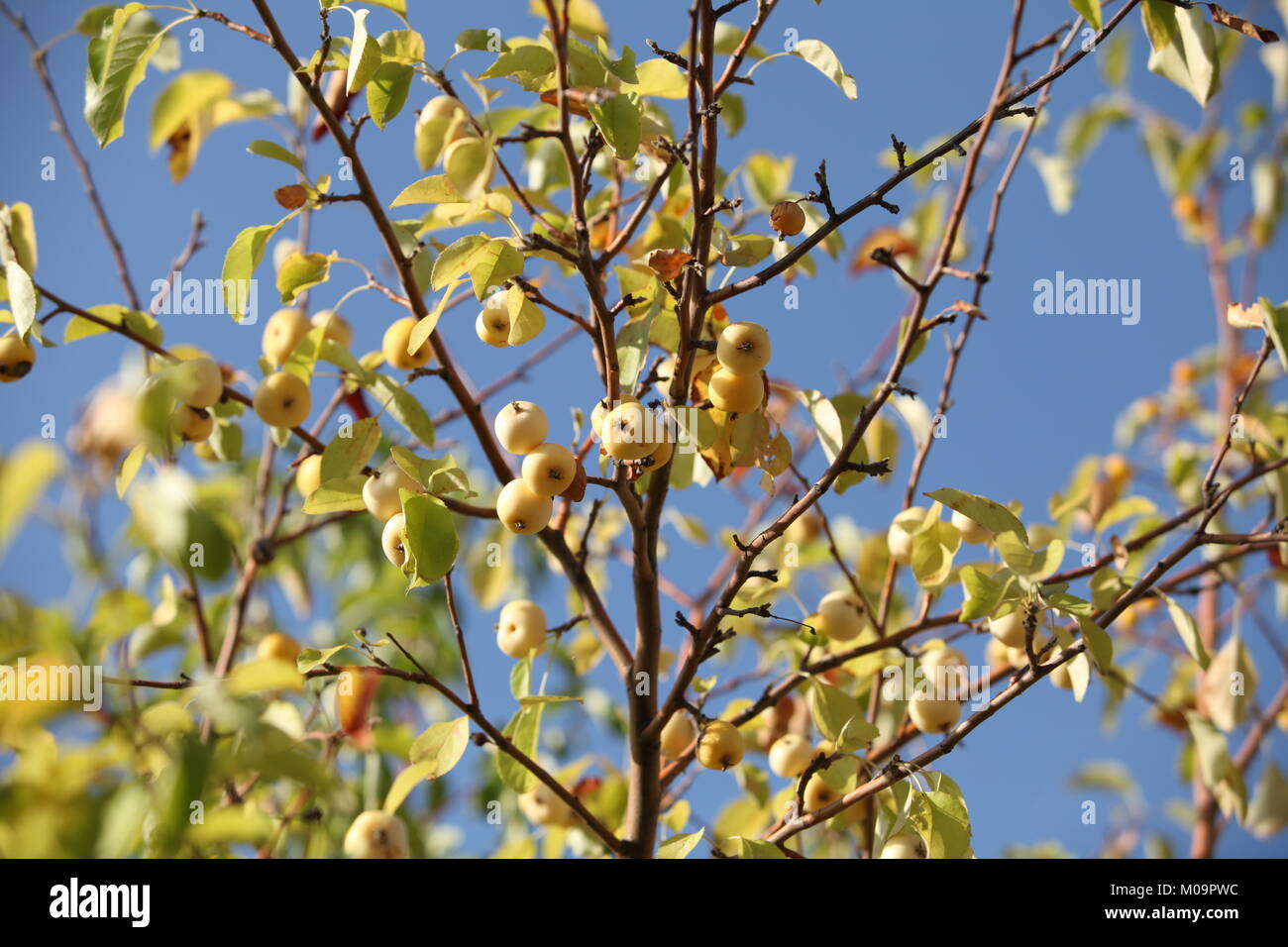 yellow apples on apple tree branch Stock Photo - Alamy