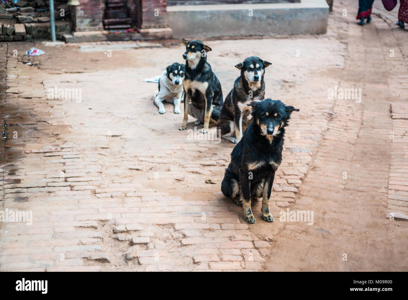 Nepalese dogs hi-res stock photography and images - Alamy