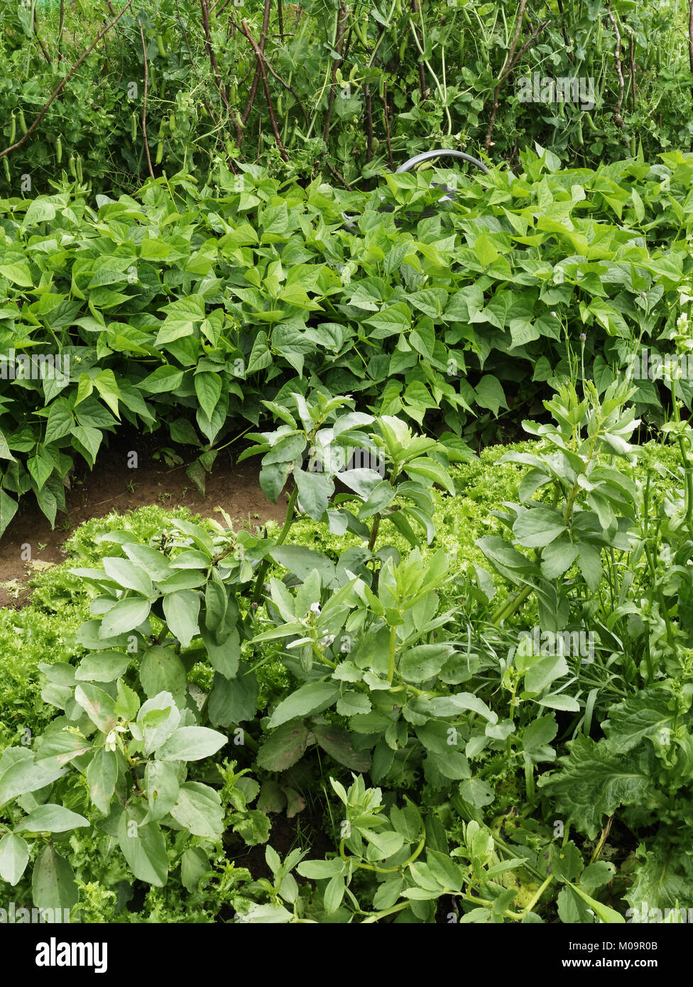 Vegetable beds : broad beans, curly chicory, green beans, peas with ...