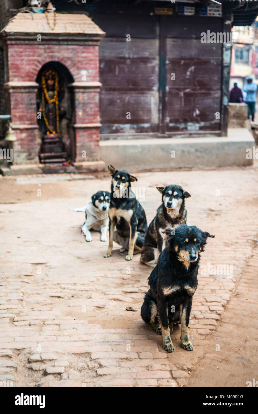 Nepalese dogs hi-res stock photography and images - Alamy