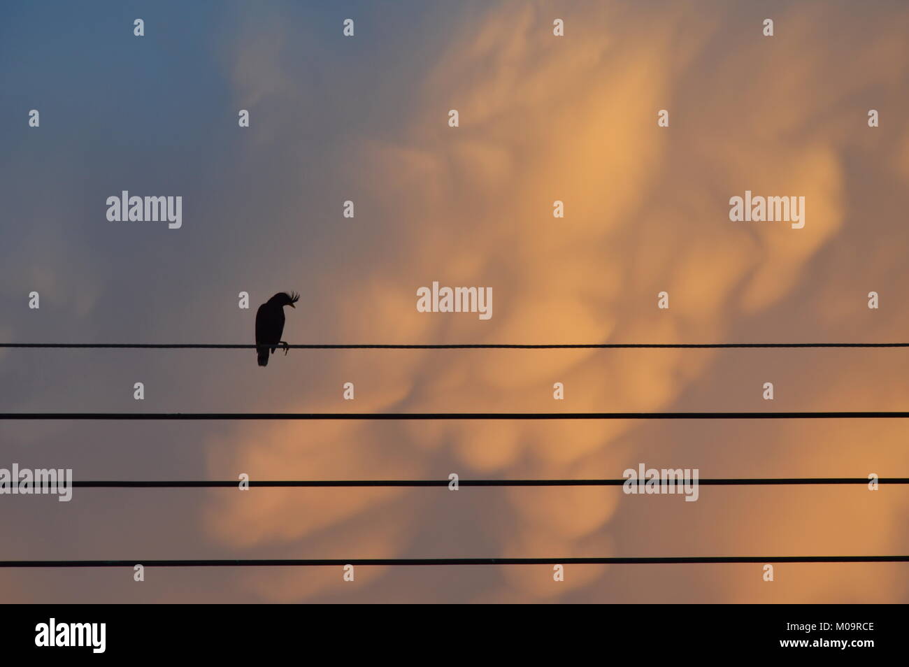 bird on electric wire on sunset Stock Photo - Alamy