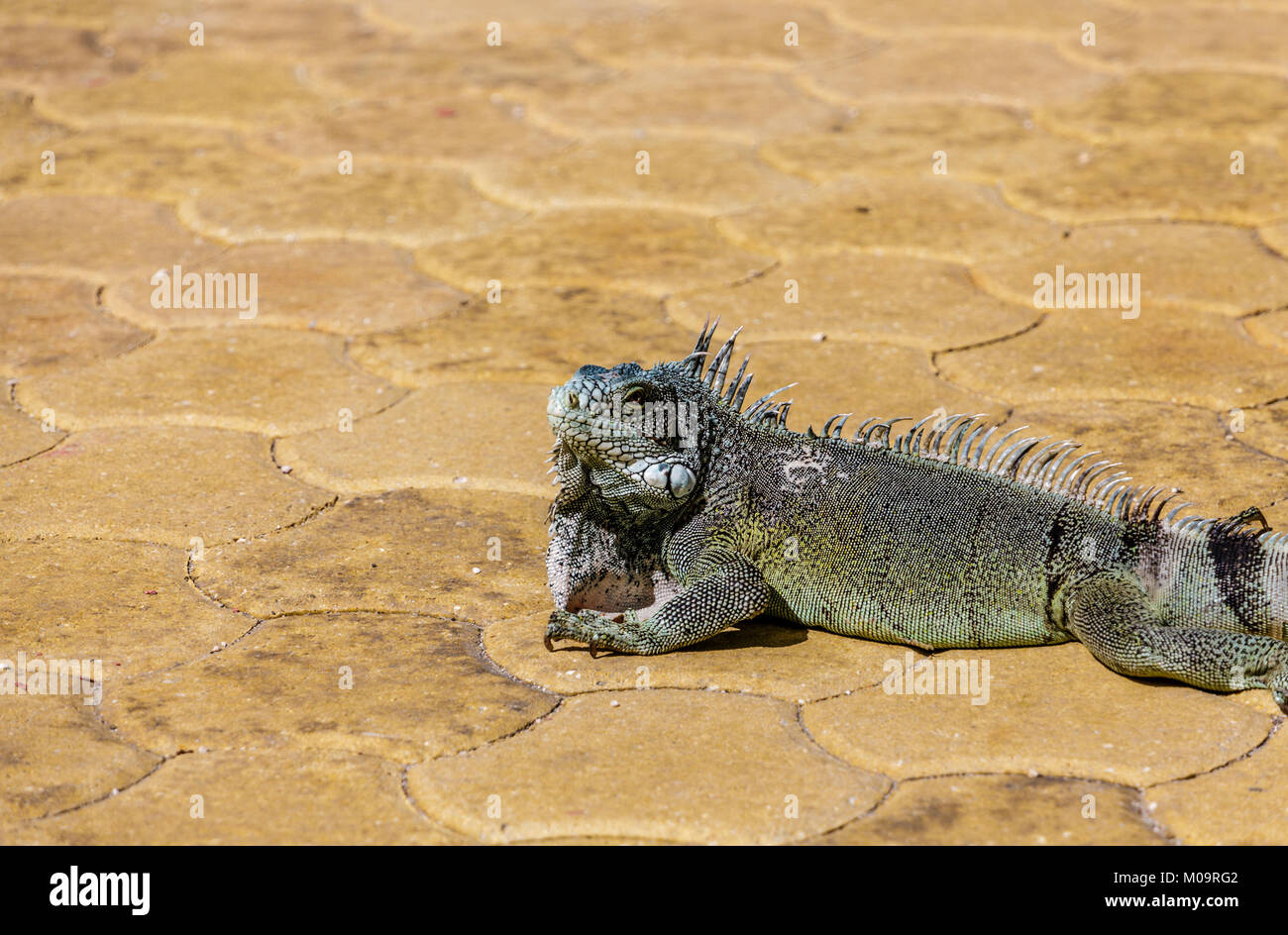 Green Iguana on Brown Tile in Curacao Stock Photo - Alamy