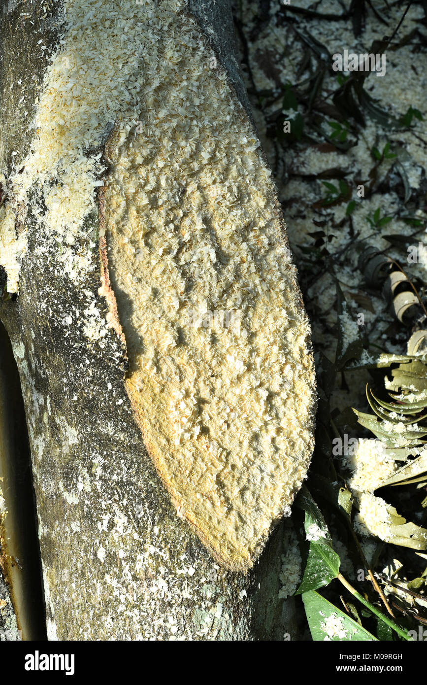 wood dust from a freshly cut tree log Stock Photo - Alamy