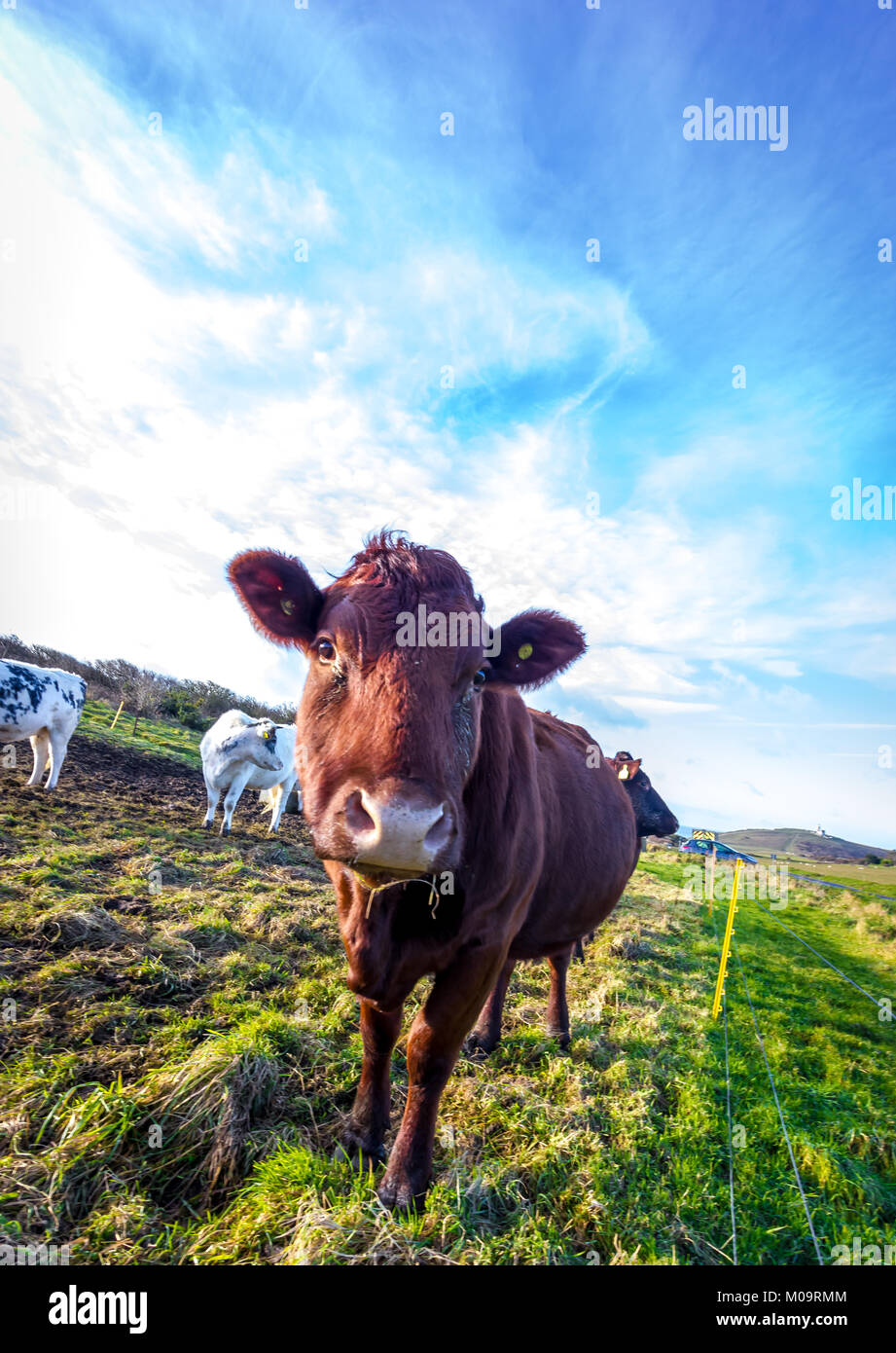 Cow close up Stock Photo - Alamy