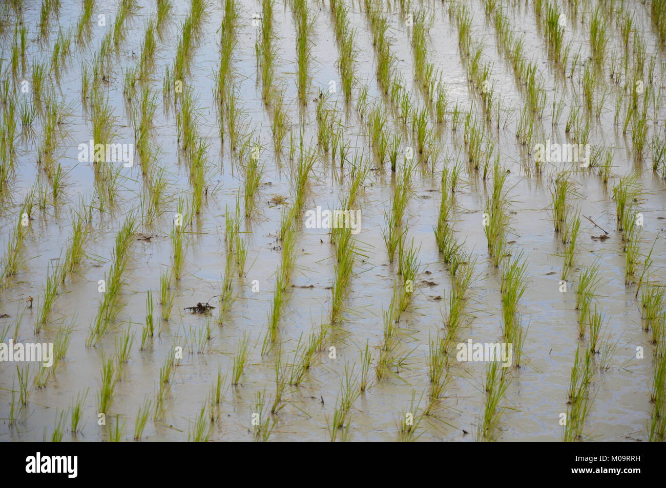 young paddy growth in field Stock Photo - Alamy