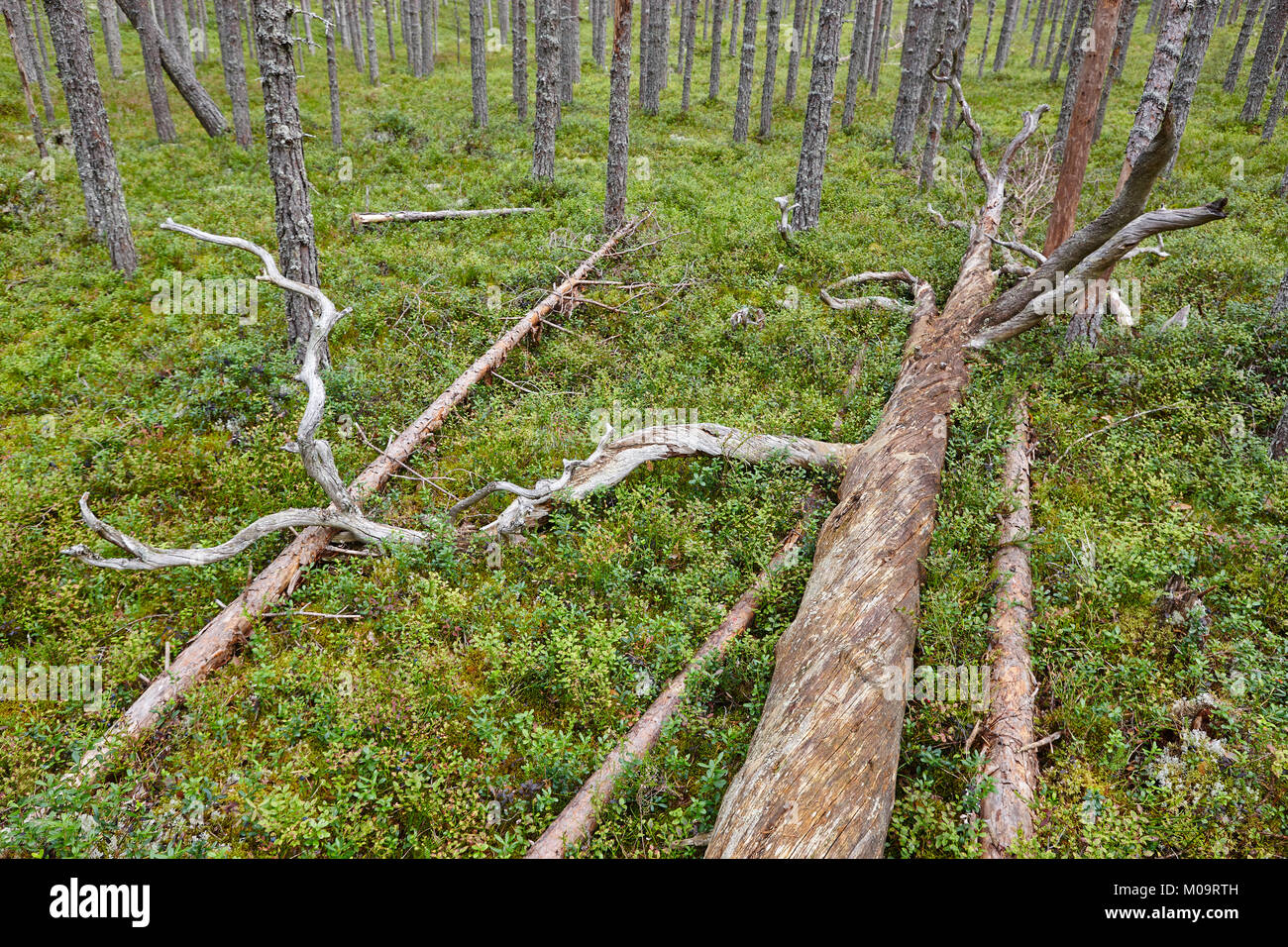 Finland pine wood forest landscape. Finnish timber industry. Horizontal ...
