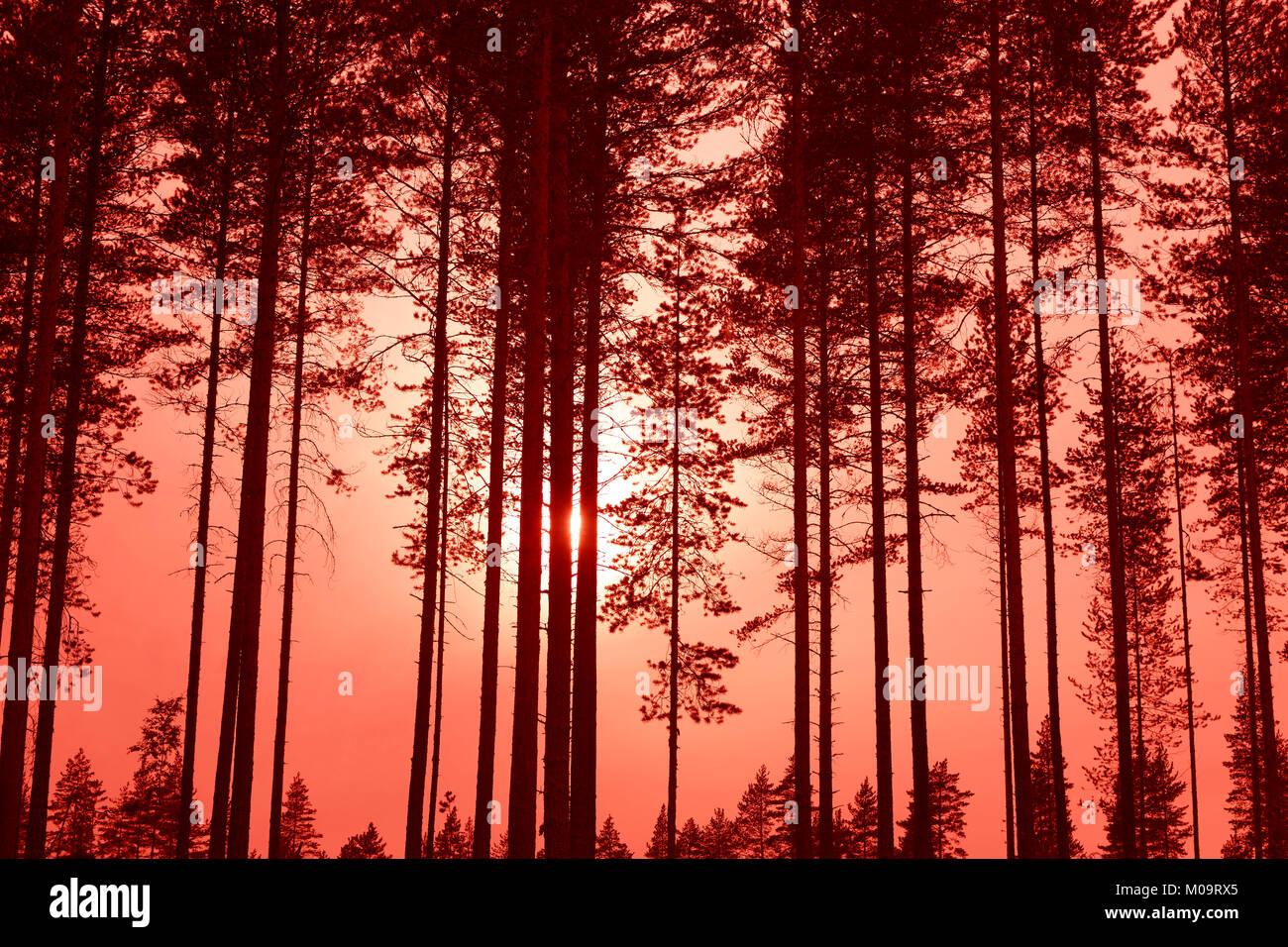 Finnish landscape with pine wood forest. Finland nature wilderness ...