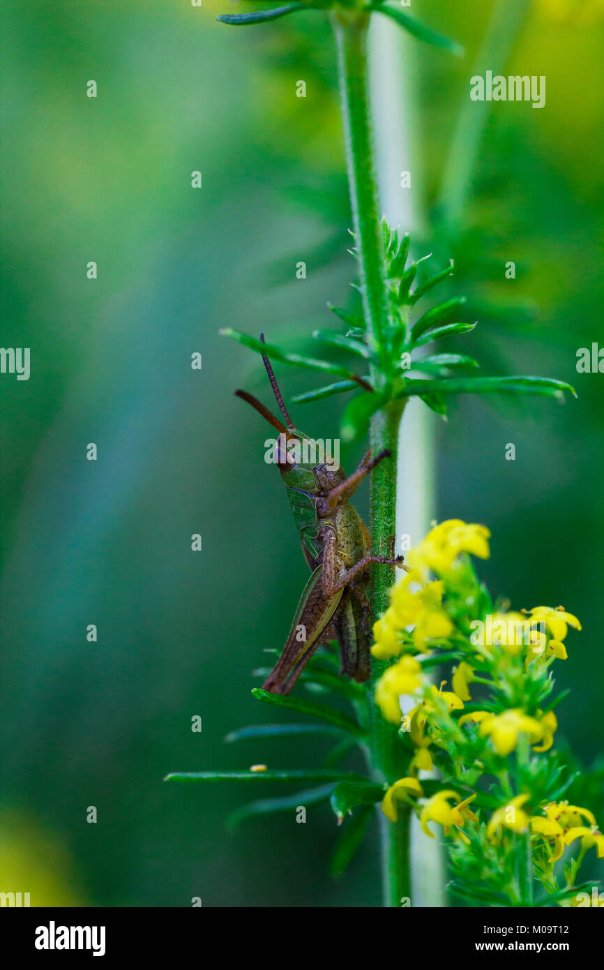 Small locust sits on plant, green blurred background Stock Photo - Alamy