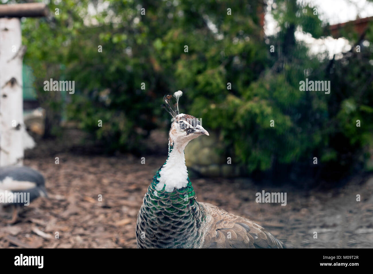 Female peafowl or Peahen portrait Stock Photo - Alamy