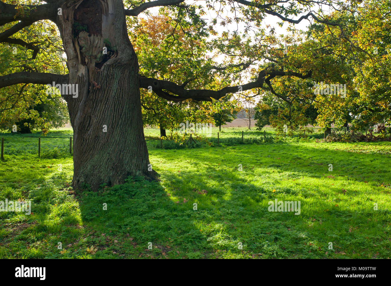 An old oak tree bathed in autumn sunlight - John Gollop Stock Photo - Alamy