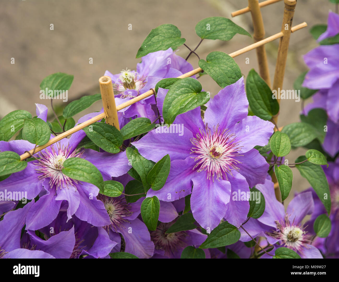 Clematis angelique flower in bloom in spring in the garden Stock Photo ...