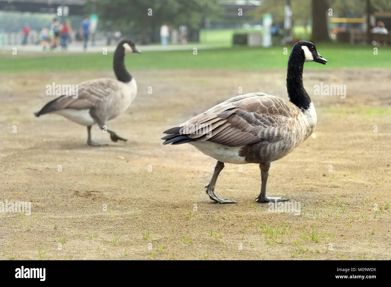 Portland wildlife hi-res stock photography and images - Alamy