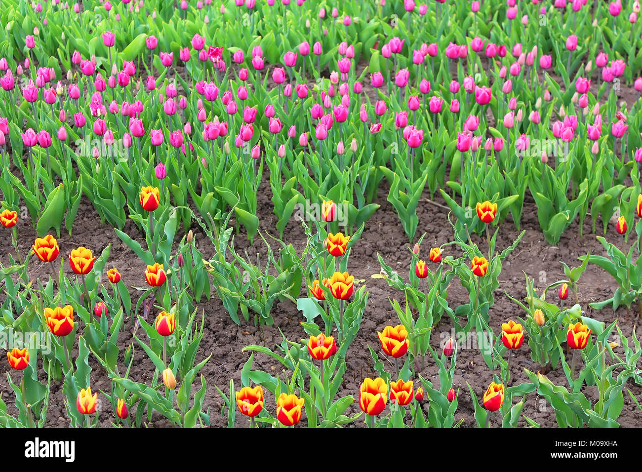 Beautiful tulips in the spring garden Stock Photo - Alamy