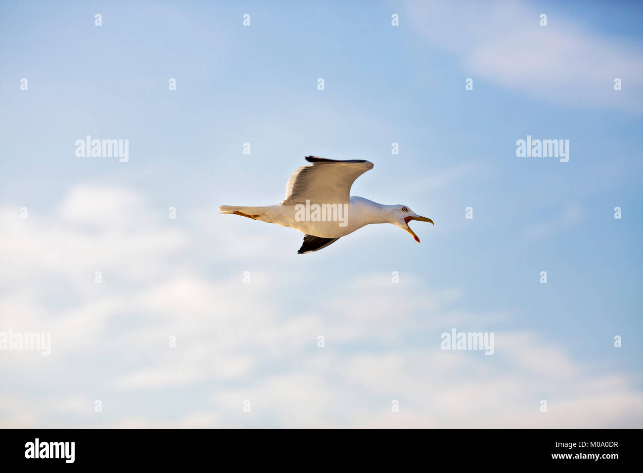 Shouting animal hi-res stock photography and images - Alamy