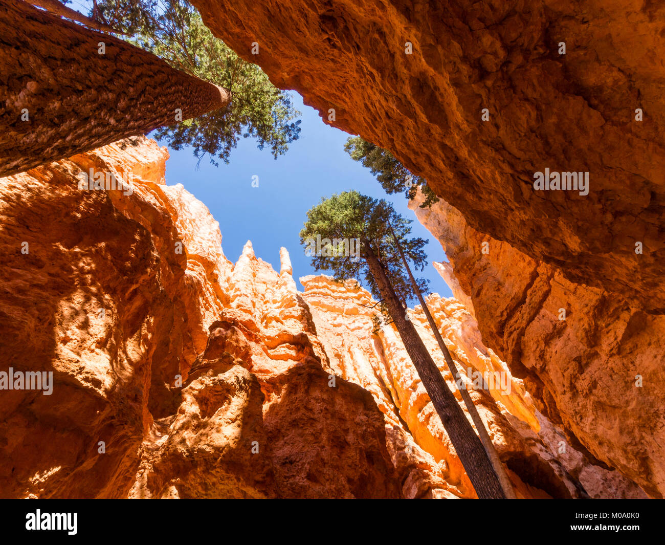 A redwood tree is growing inside rock formations at Bryce Canyon ...