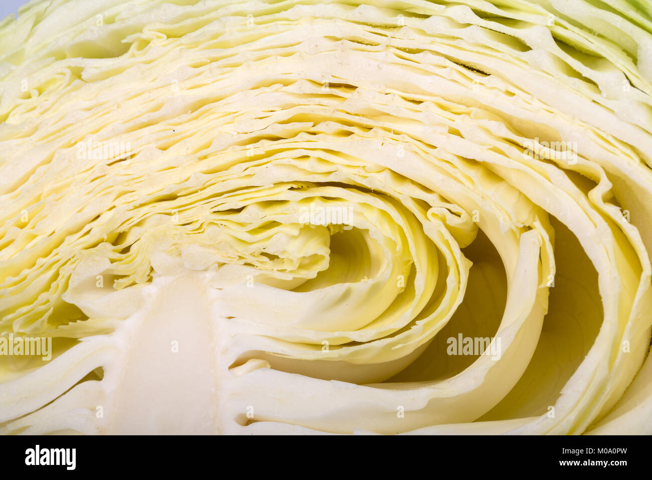 white cabbage, texture of cut white cabbage showing inside curly ...
