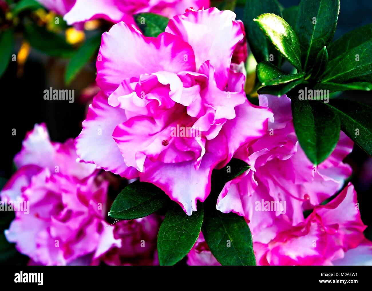 Pink Azaleas in Summer Bloom Stock Photo - Alamy