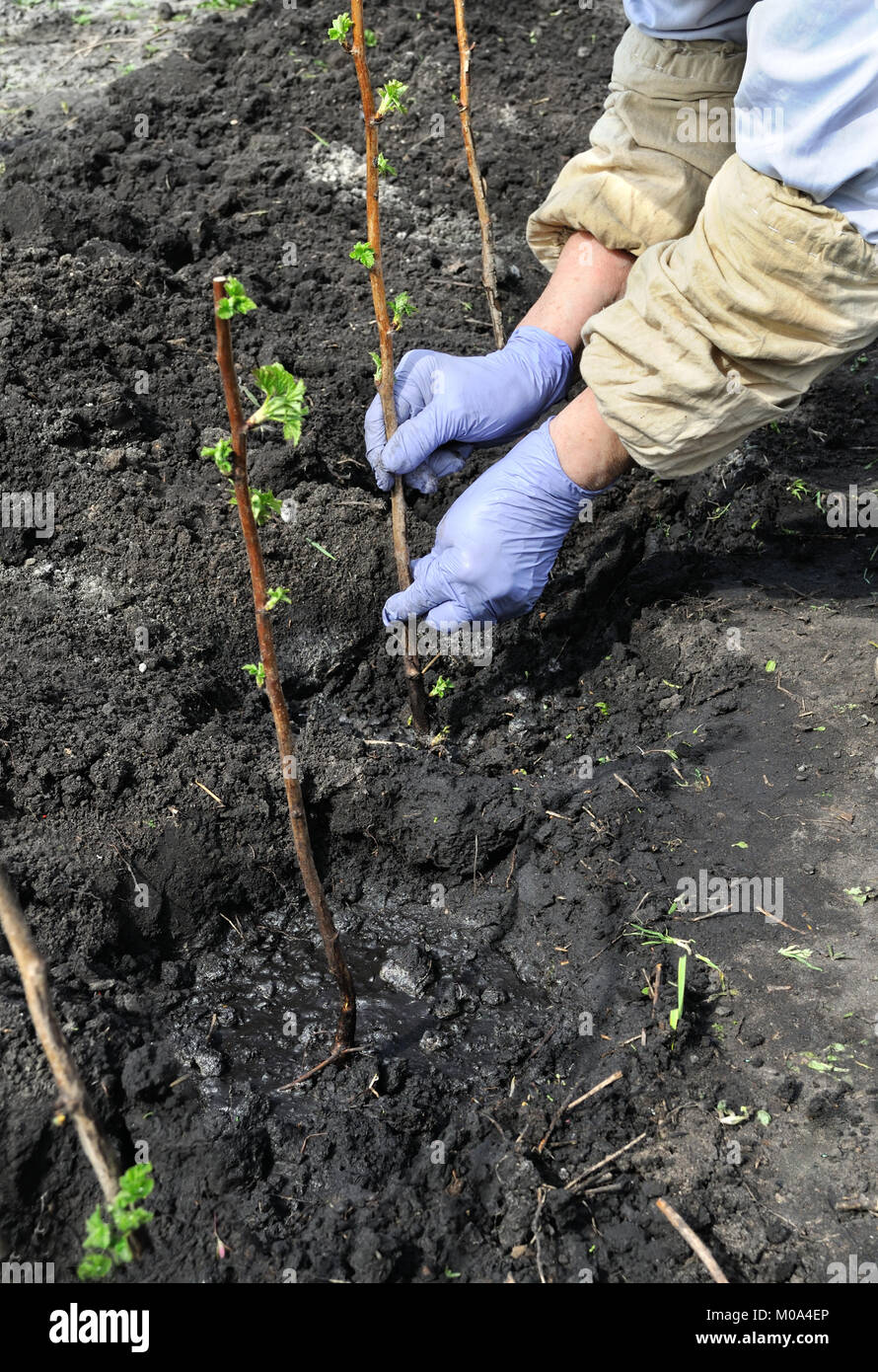 Raspberry seedling hi-res stock photography and images - Alamy