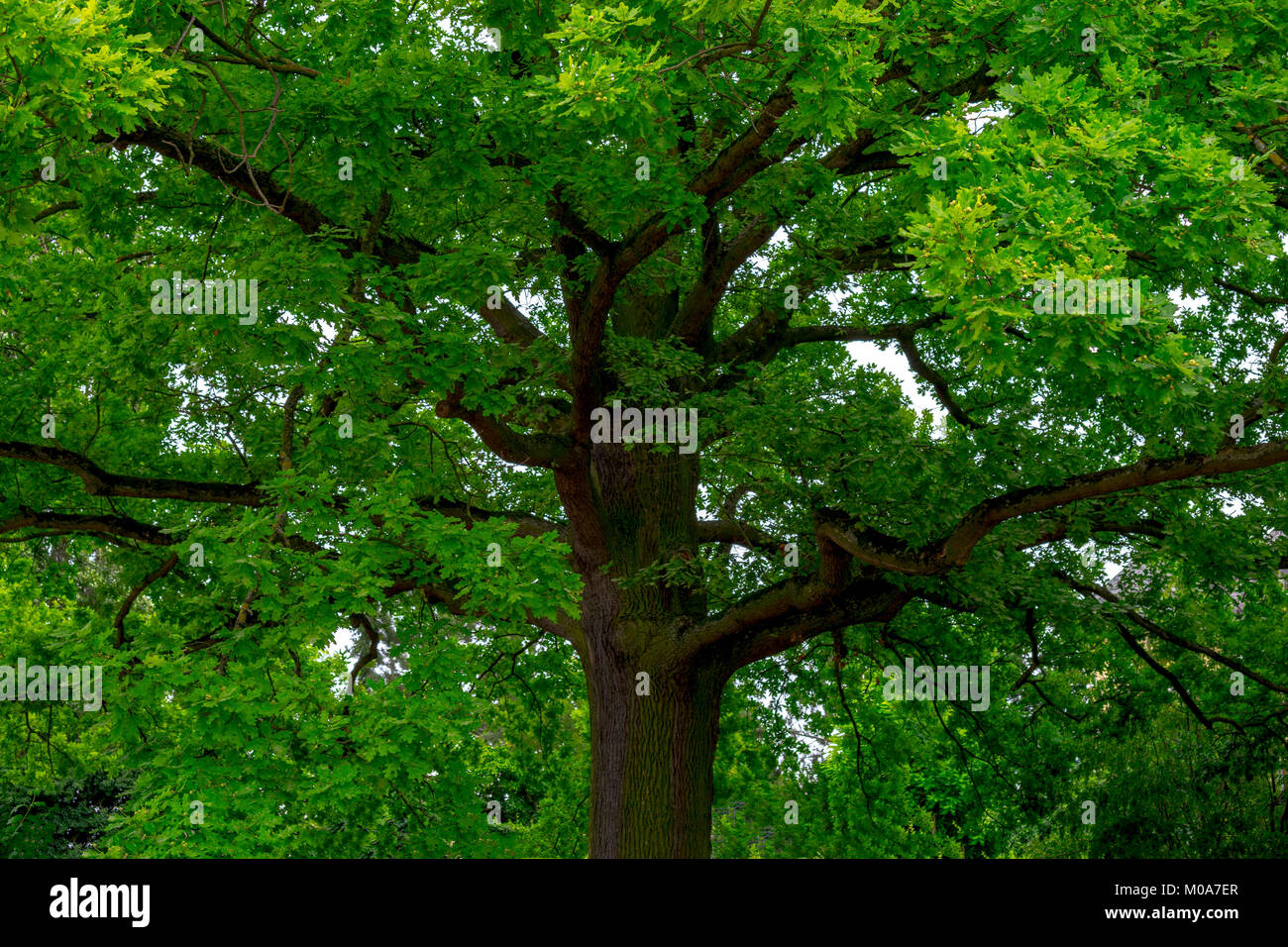 Inside the green crown of a oak tree Stock Photo - Alamy