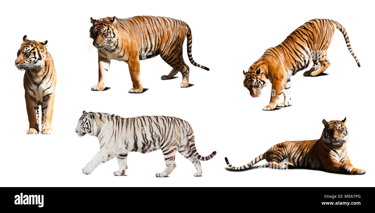 set of white and yellow tigers. Isolated over white Stock Photo - Alamy
