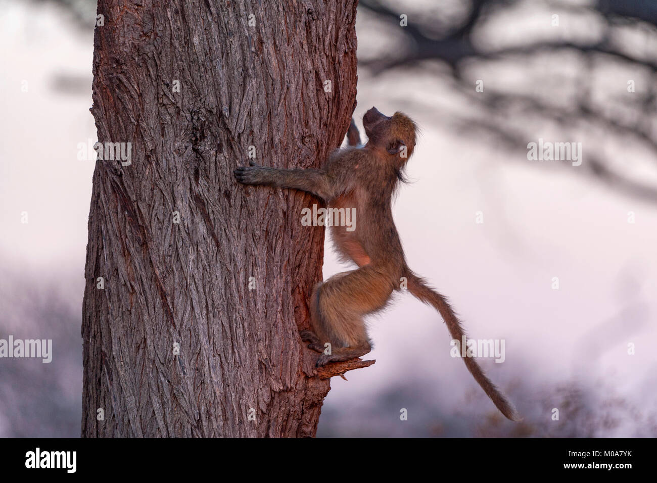 A Chacma baboon climbing a tree in Zimbabwe's Hwange National Park ...