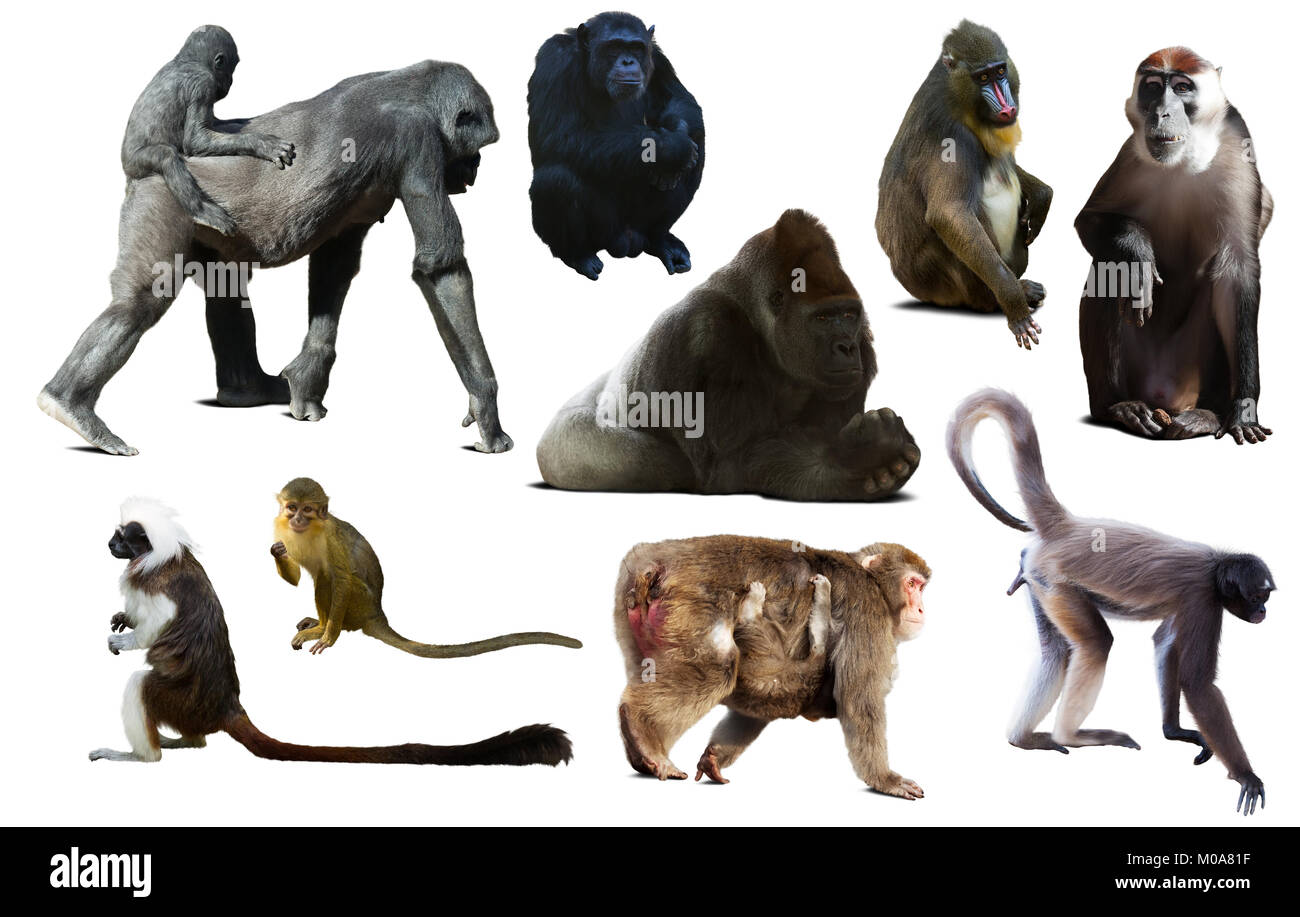 many different monkeys and other primates isolated on white background ...