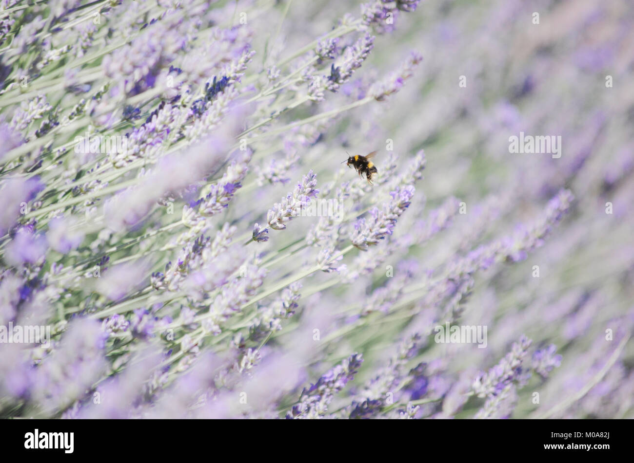 Buff tailed bumblebee (Bombus terrestris) about to land on lavender ...