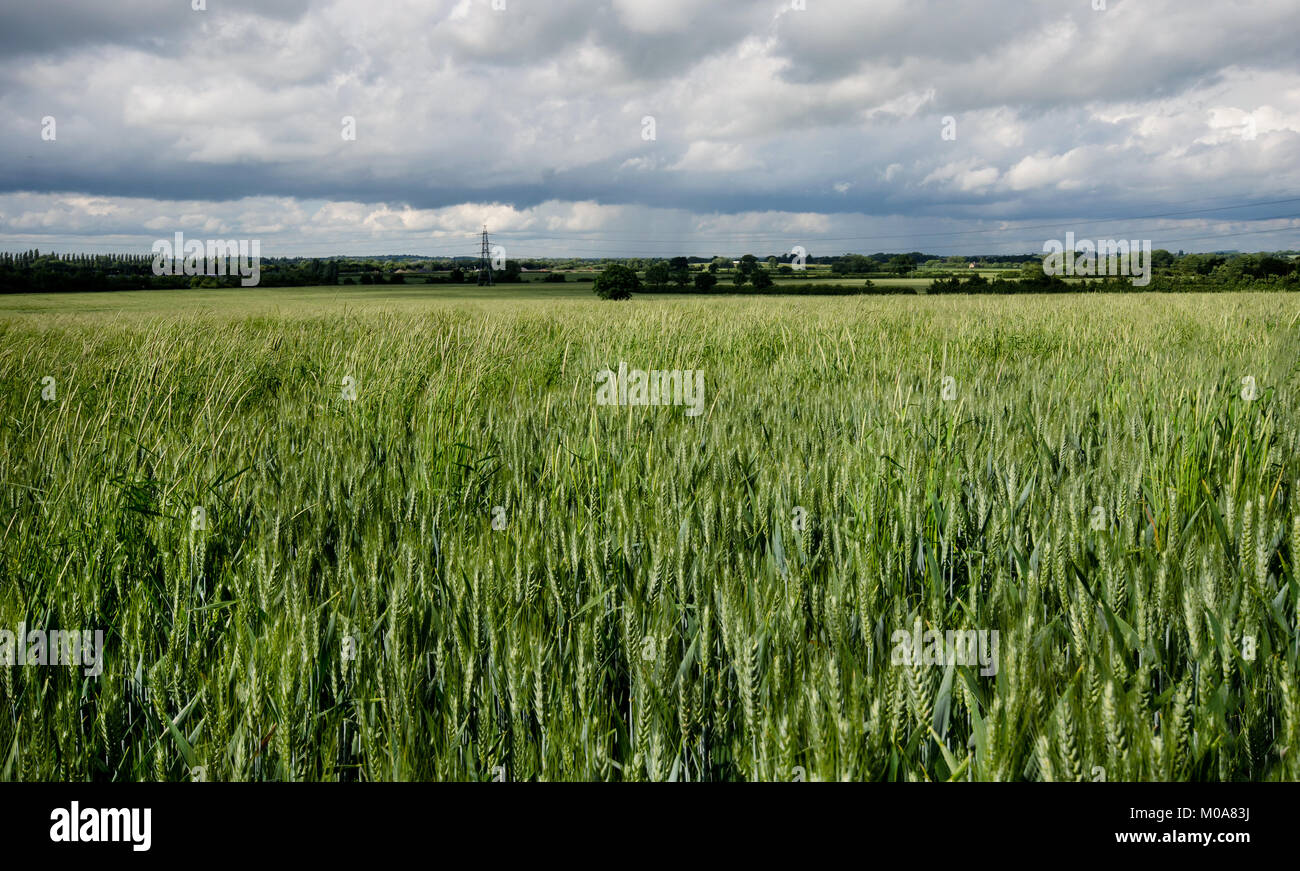 Field of rye crop under cloudy sky, with pylon in background ...