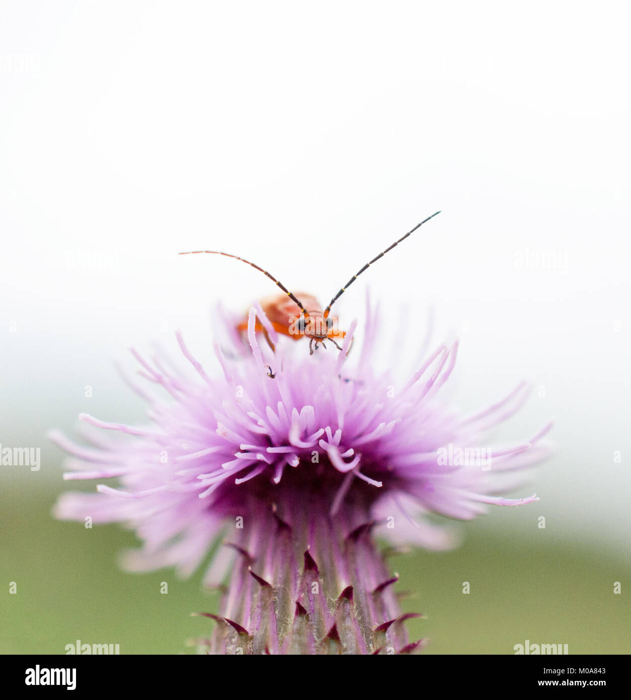 Cute Beetle Stock Photos & Cute Beetle Stock Images - Alamy