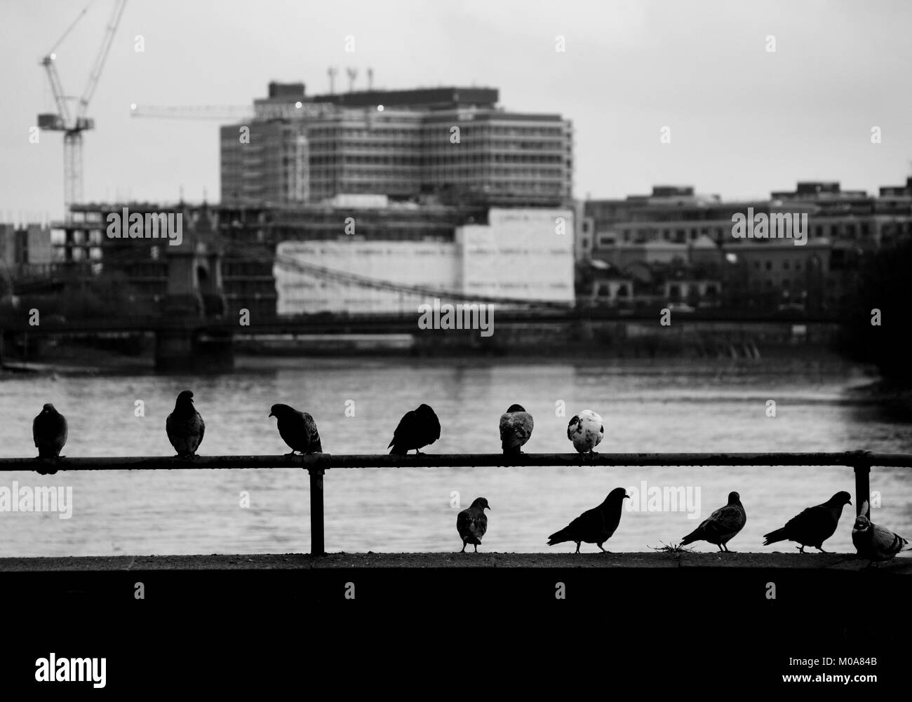 Common pigeon silhouettes on a railing by Thames river, London Stock ...