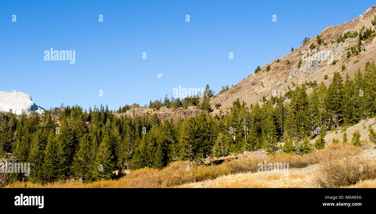 Moon during the daytime above pines at Yosemite National Park ...