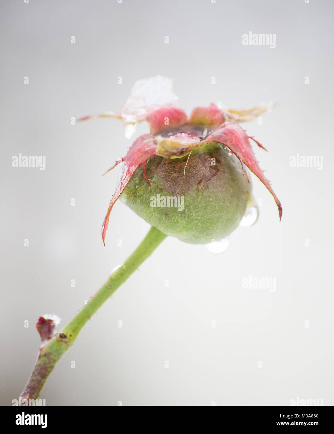 Rose bud hip plant in snow, frost melting, in a garden, UK Stock Photo ...