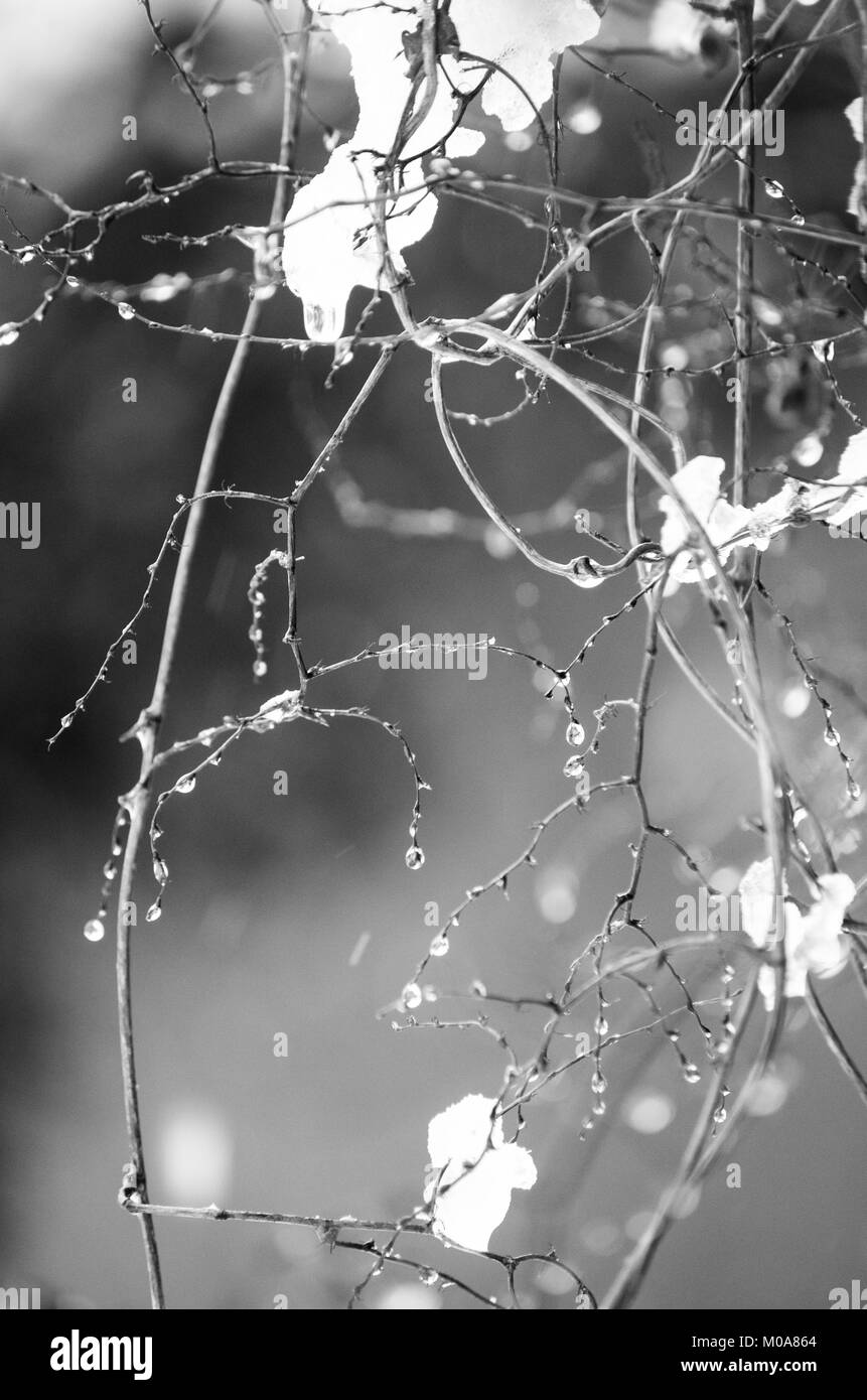 Melting tree hi-res stock photography and images - Alamy