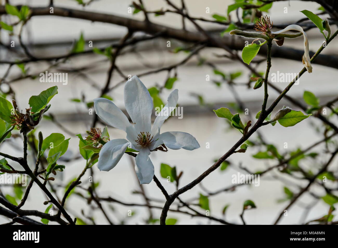 Twig with white bloom and leaves of magnolia tree at springtime in ...