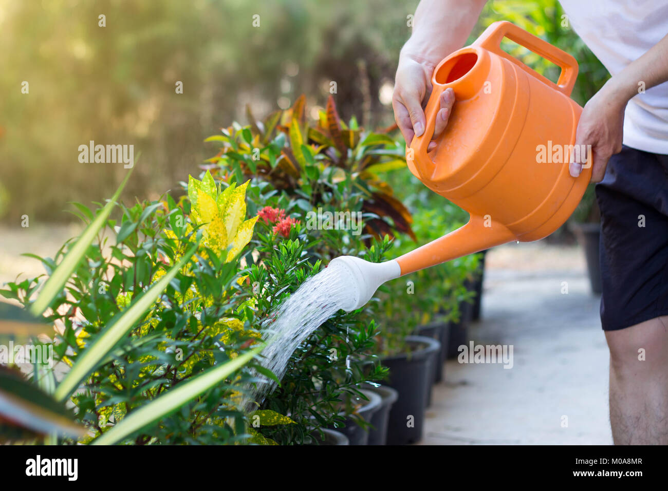 Watering a tree or plant at garden, nature fresh Stock Photo - Alamy