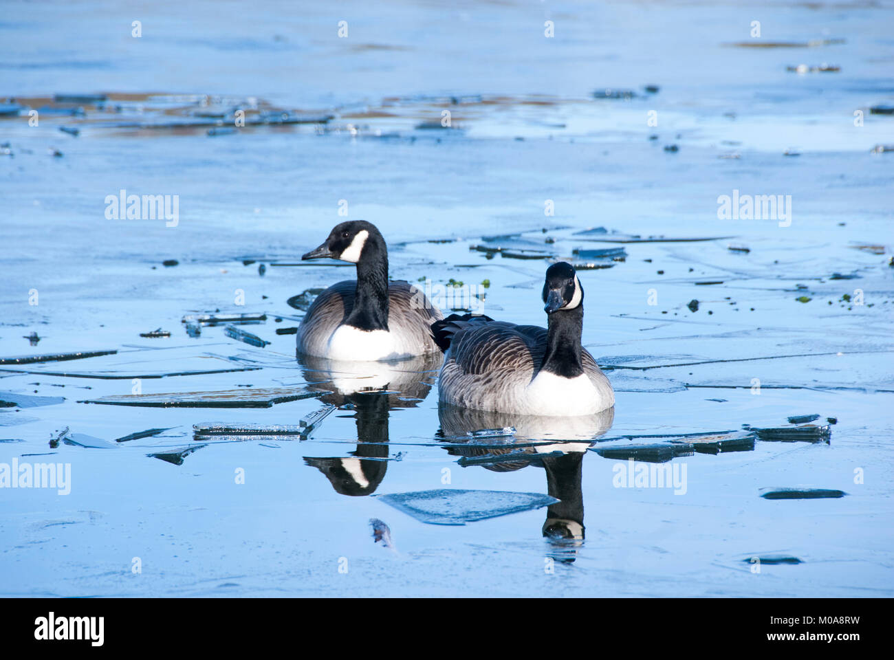 Geese on the ice: waterfowl struggle to feed as cold winter ...