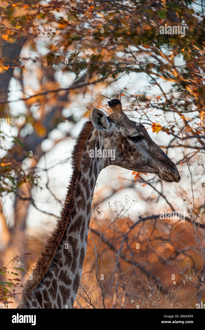 Giraffe Giraffa camelopardalis giraffa seen in Hwange National Park ...