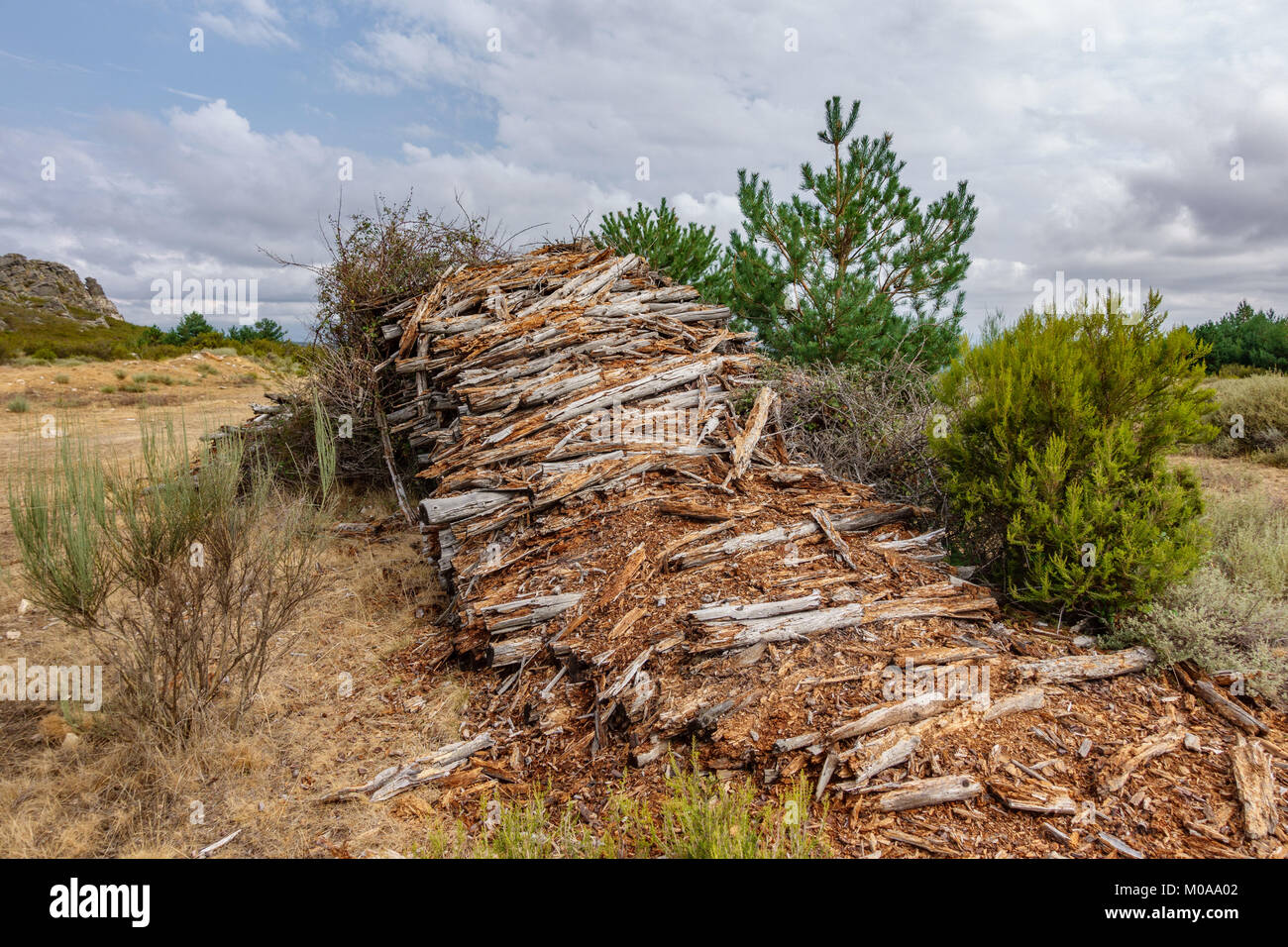 Difficult to see them in the wild hi-res stock photography and images ...