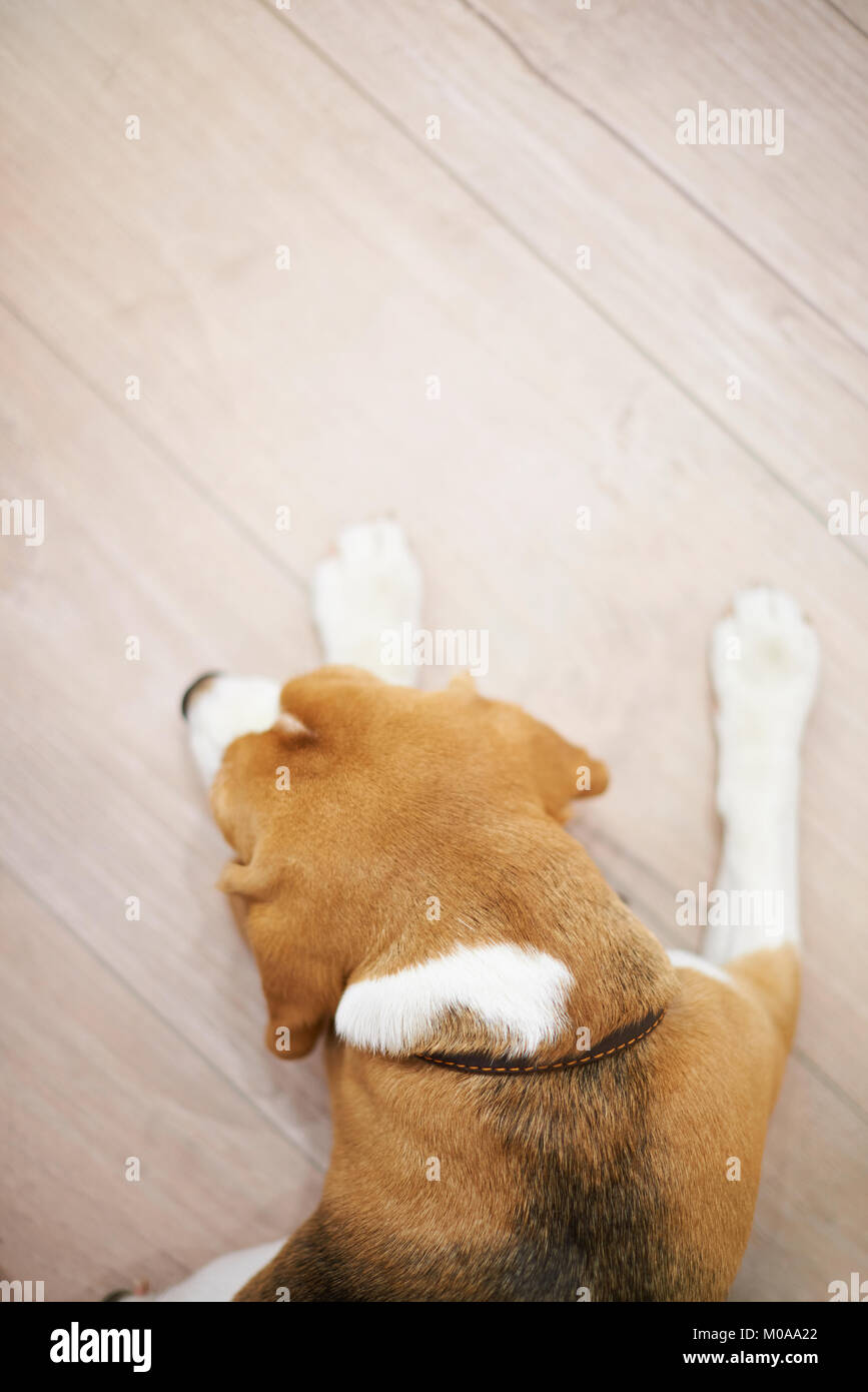Sleeping dog on wooden floor above top view Stock Photo - Alamy
