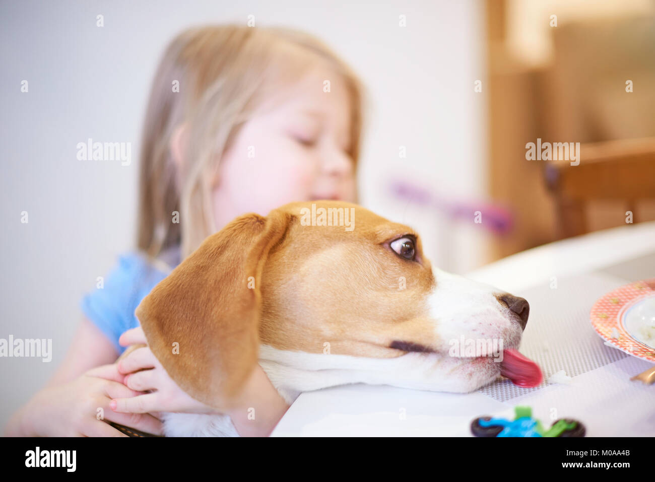 Beagle dog eating food from table. Hungry dog theme Stock Photo - Alamy