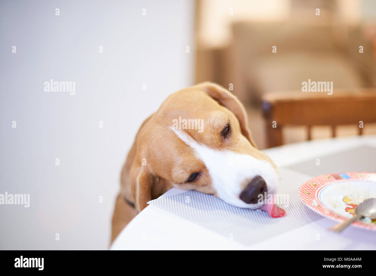 Beagle dog eating food after people from table close up Stock Photo - Alamy