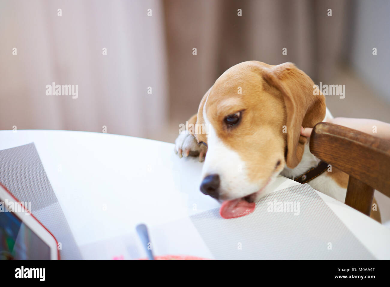 Beagle dog eating from table. Dog licking table Stock Photo - Alamy