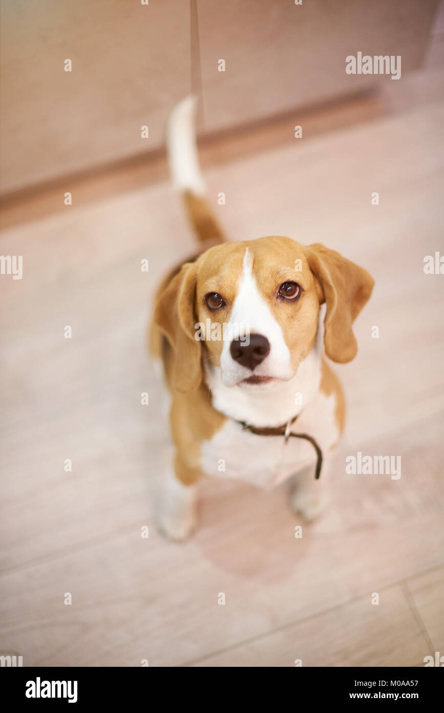 Clean neat beagle dog sitting on floor above top view Stock Photo - Alamy