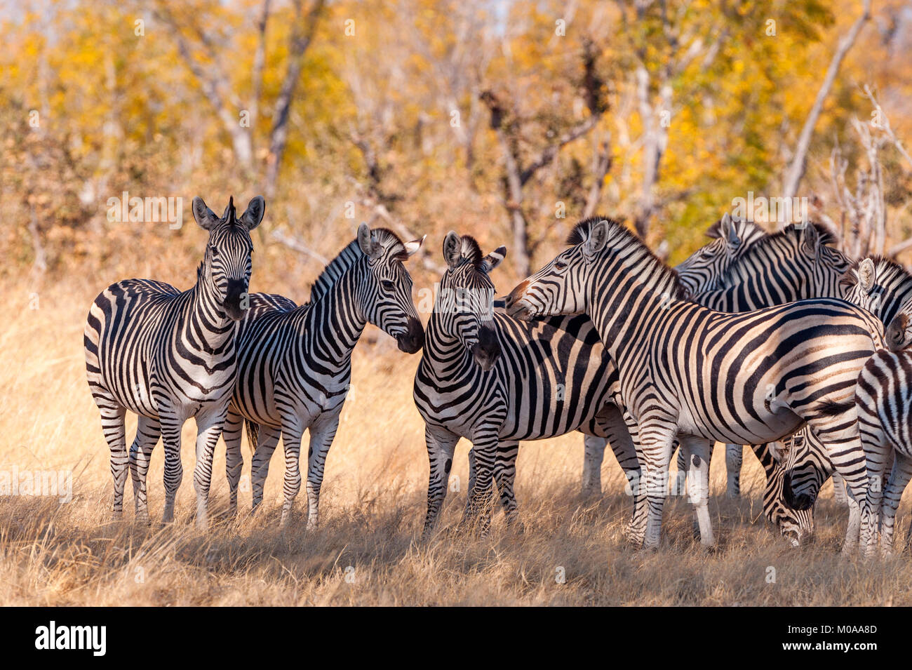 A herd of Burchells Zebra seen in Zimbabwe's Hwange National Park Stock ...