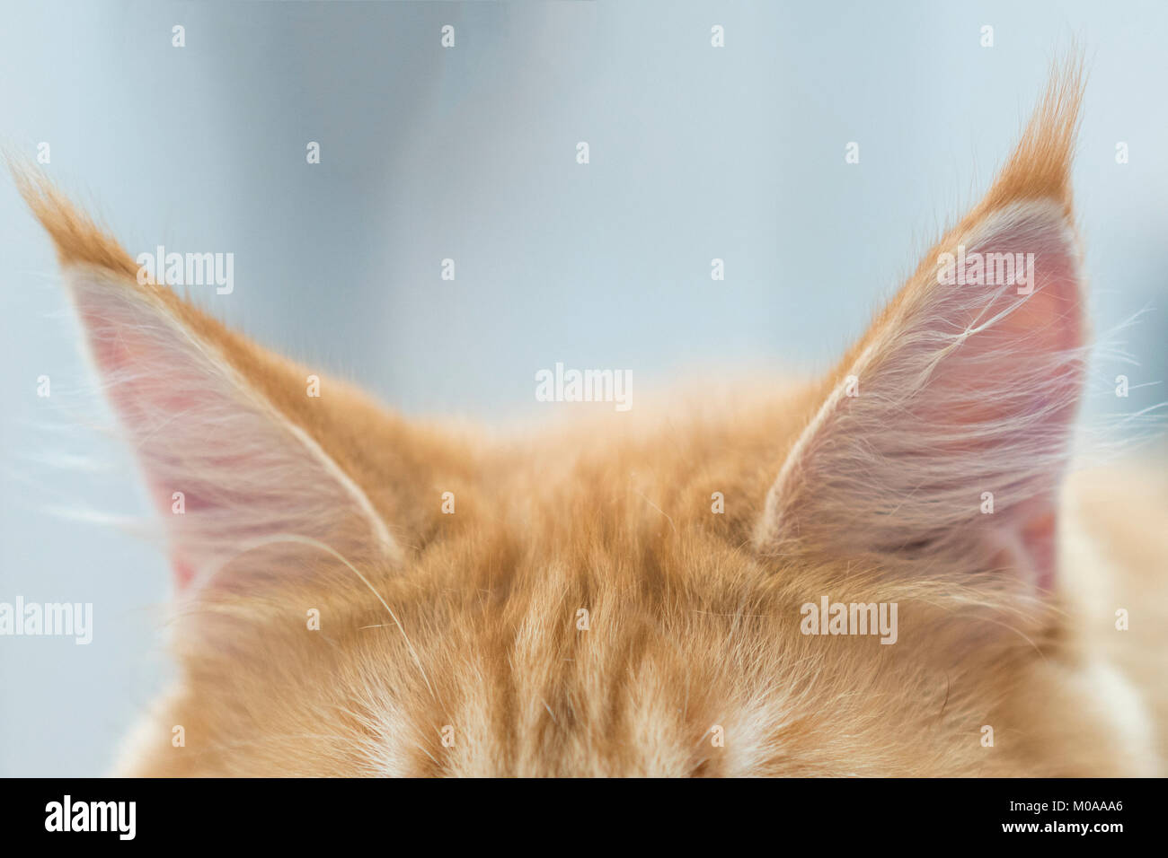 Kitten's red ears. Close-up Stock Photo - Alamy