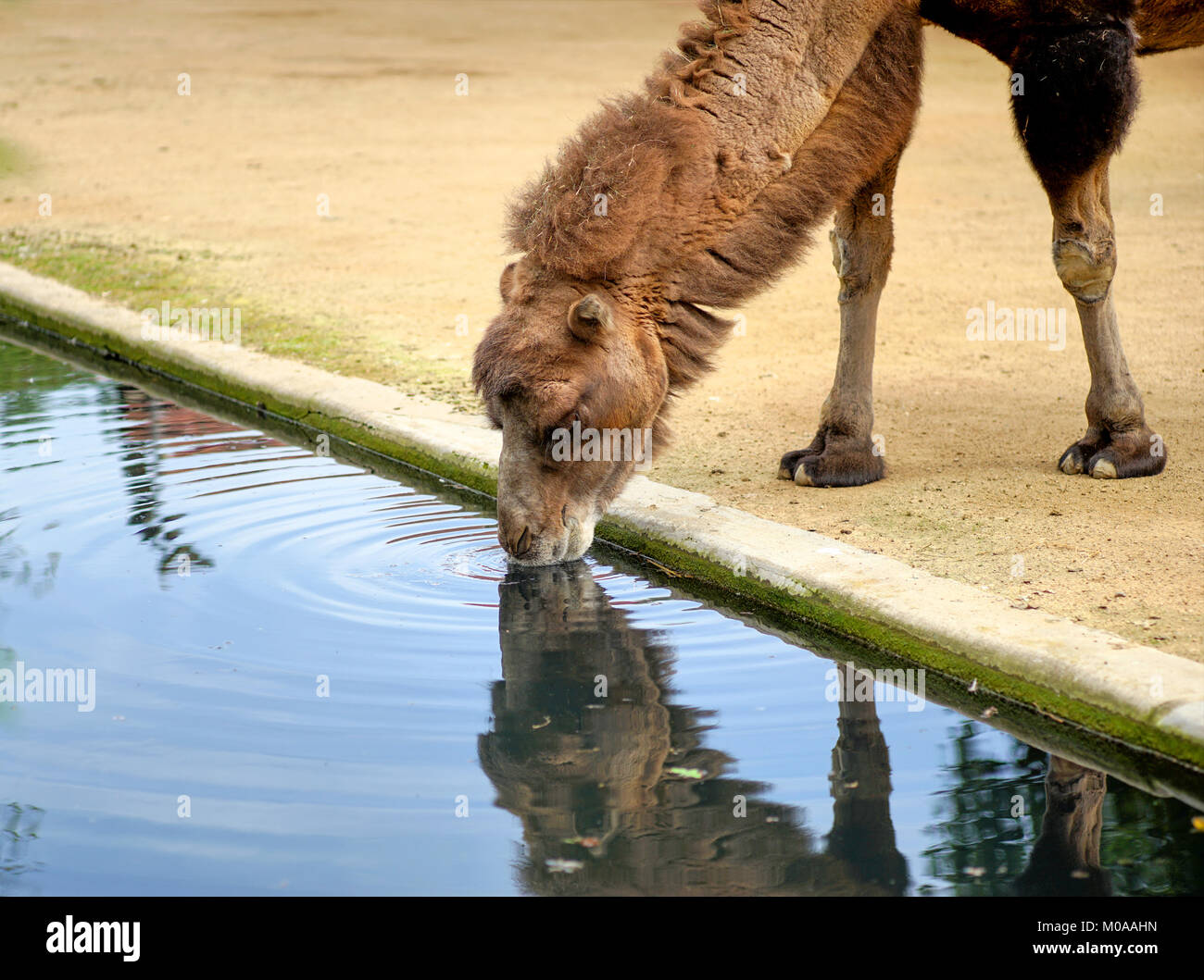 A camel drinks water Stock Photo - Alamy