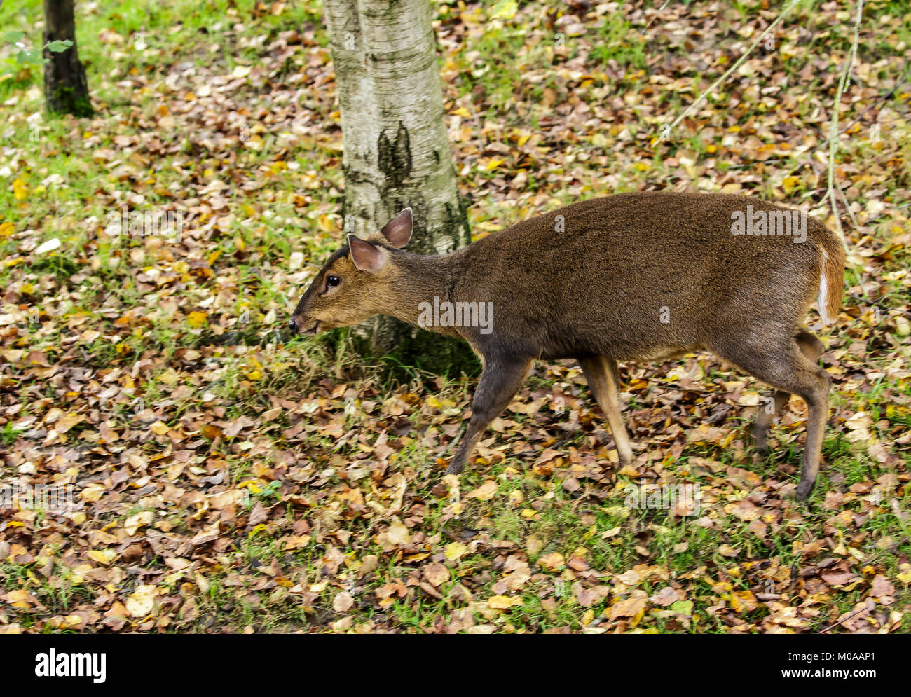 Muntjac buck deer uk hi-res stock photography and images - Alamy