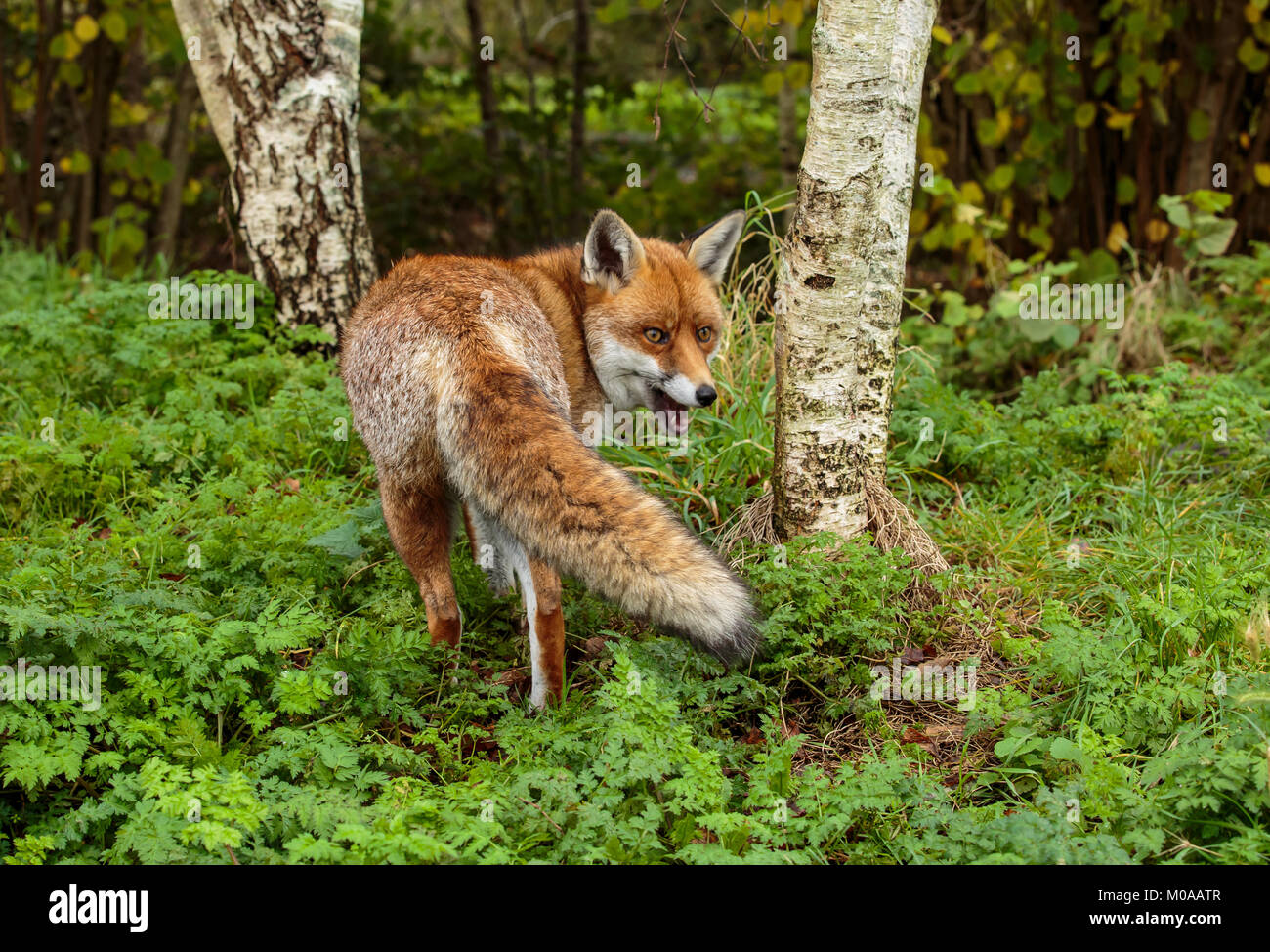 Common foxes hi-res stock photography and images - Alamy