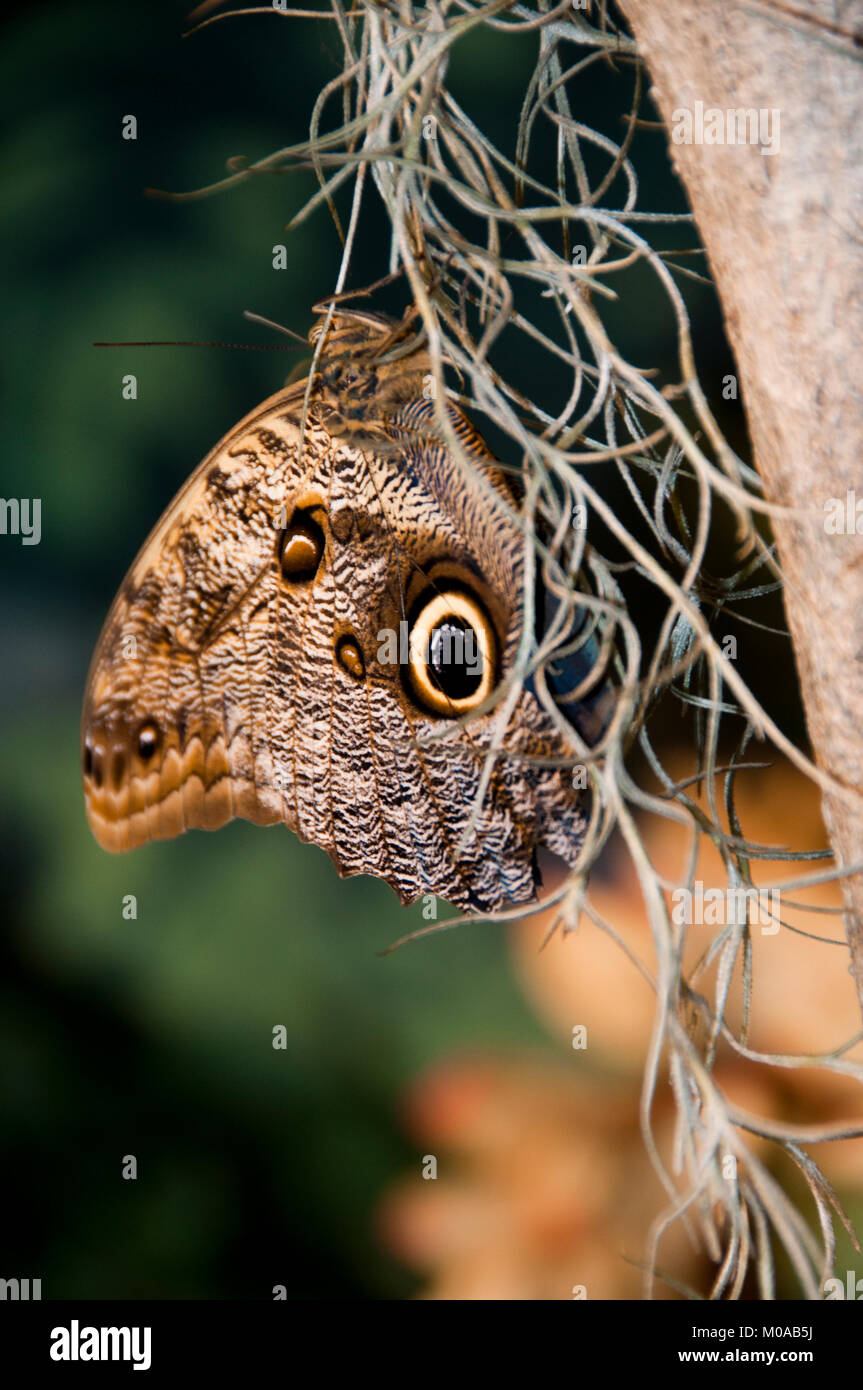 Moth hanging on tree Stock Photo - Alamy